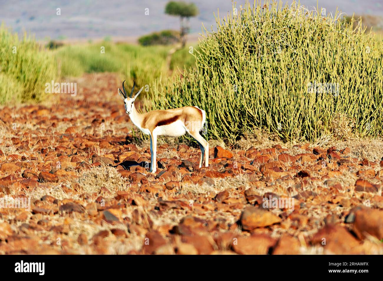 Namibia. A springbok antelope in the wild. Kunene Region. Damaraland ...