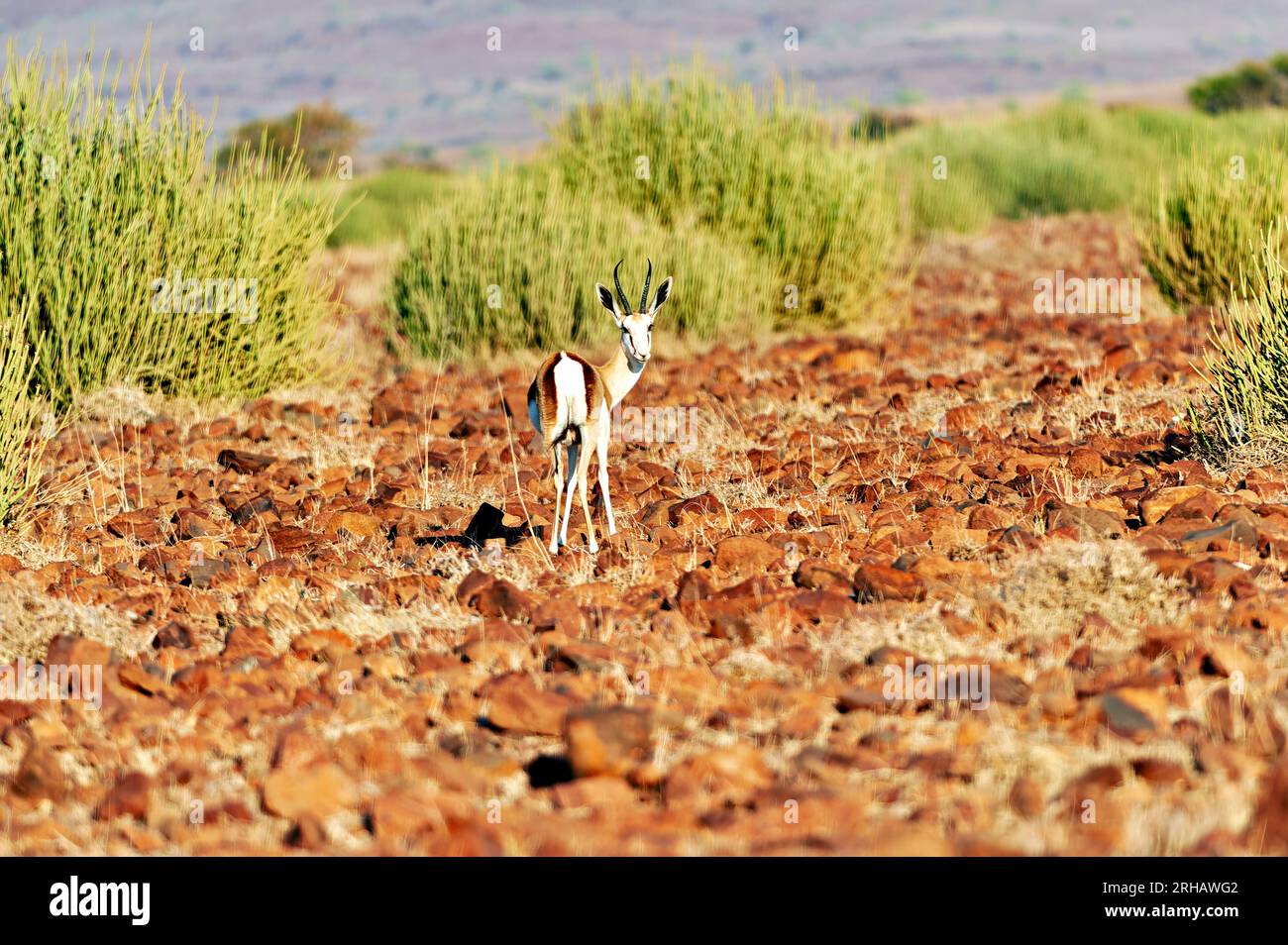 Namibia. A springbok antelope in the wild. Kunene Region. Damaraland ...