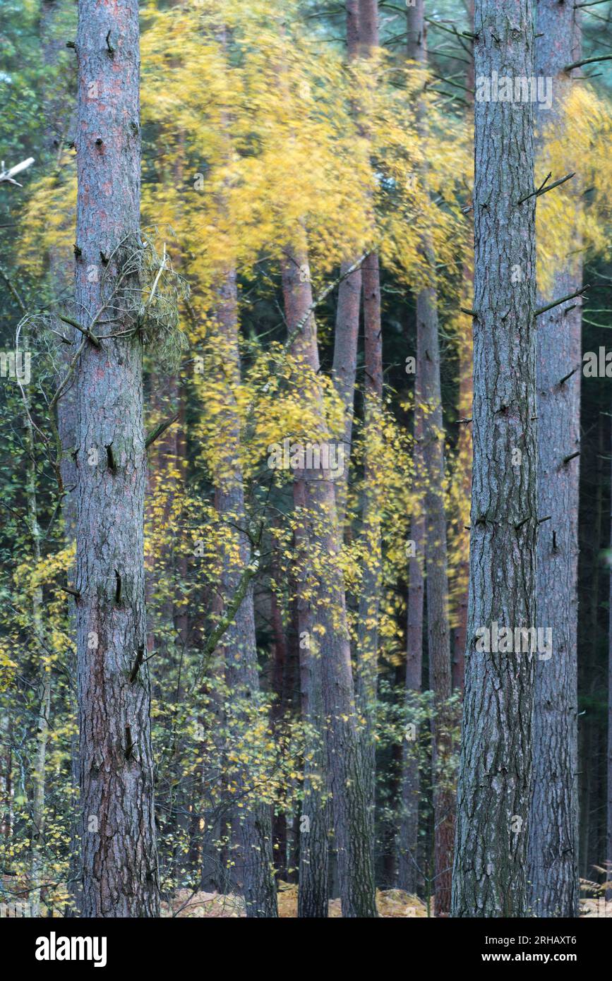 Peak Autumn Colour in the Wyre Forest near Kidderminster ...