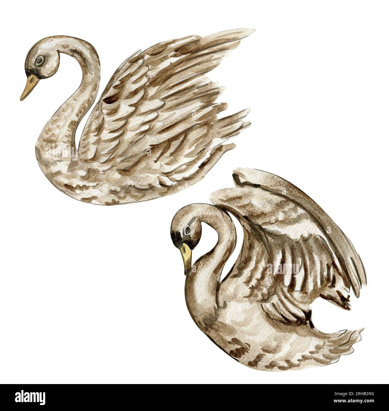 Watercolor hand drawn swan bird . Watercolor illustration of wild ...