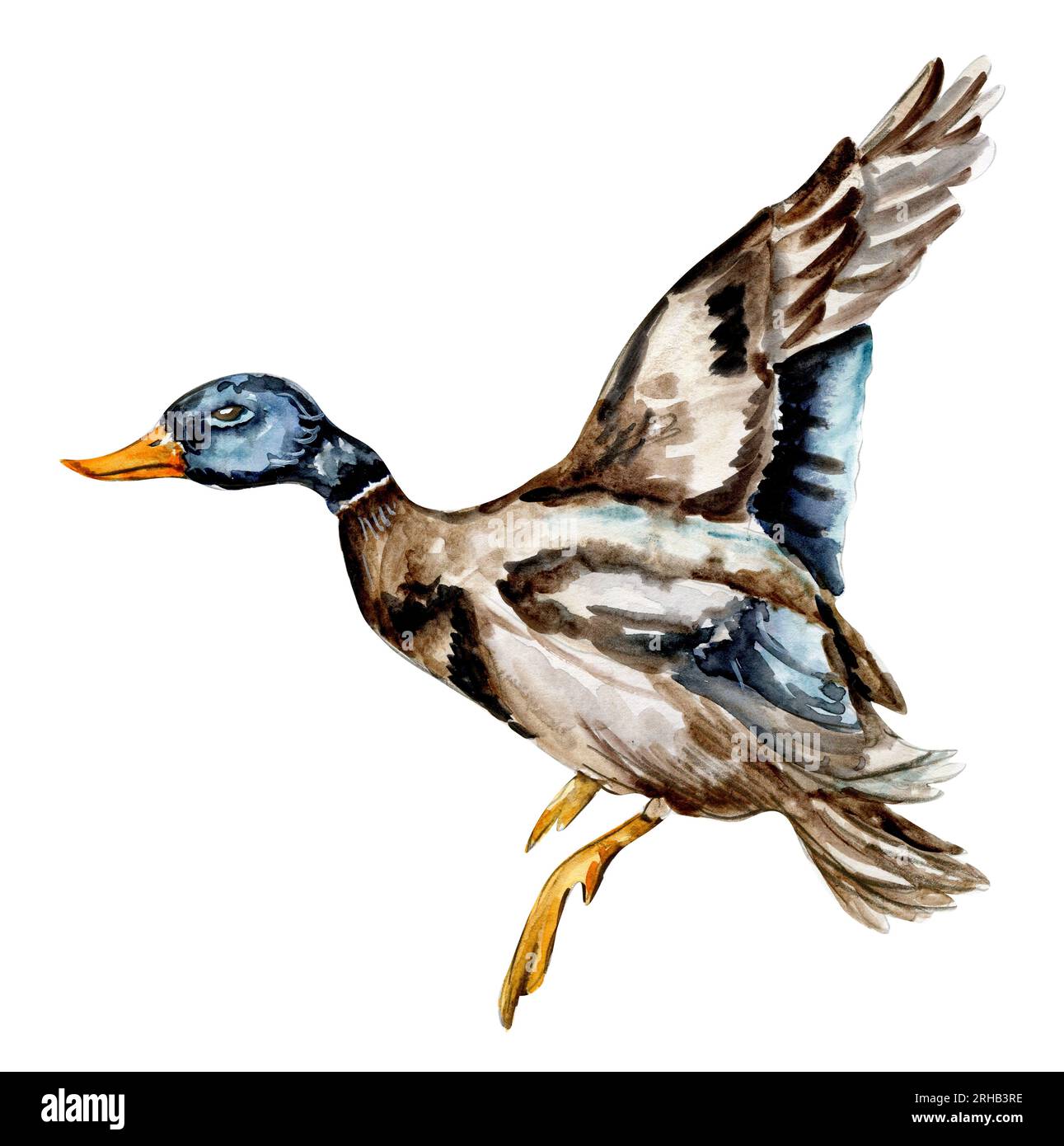Easy Mallard Duck Drawings