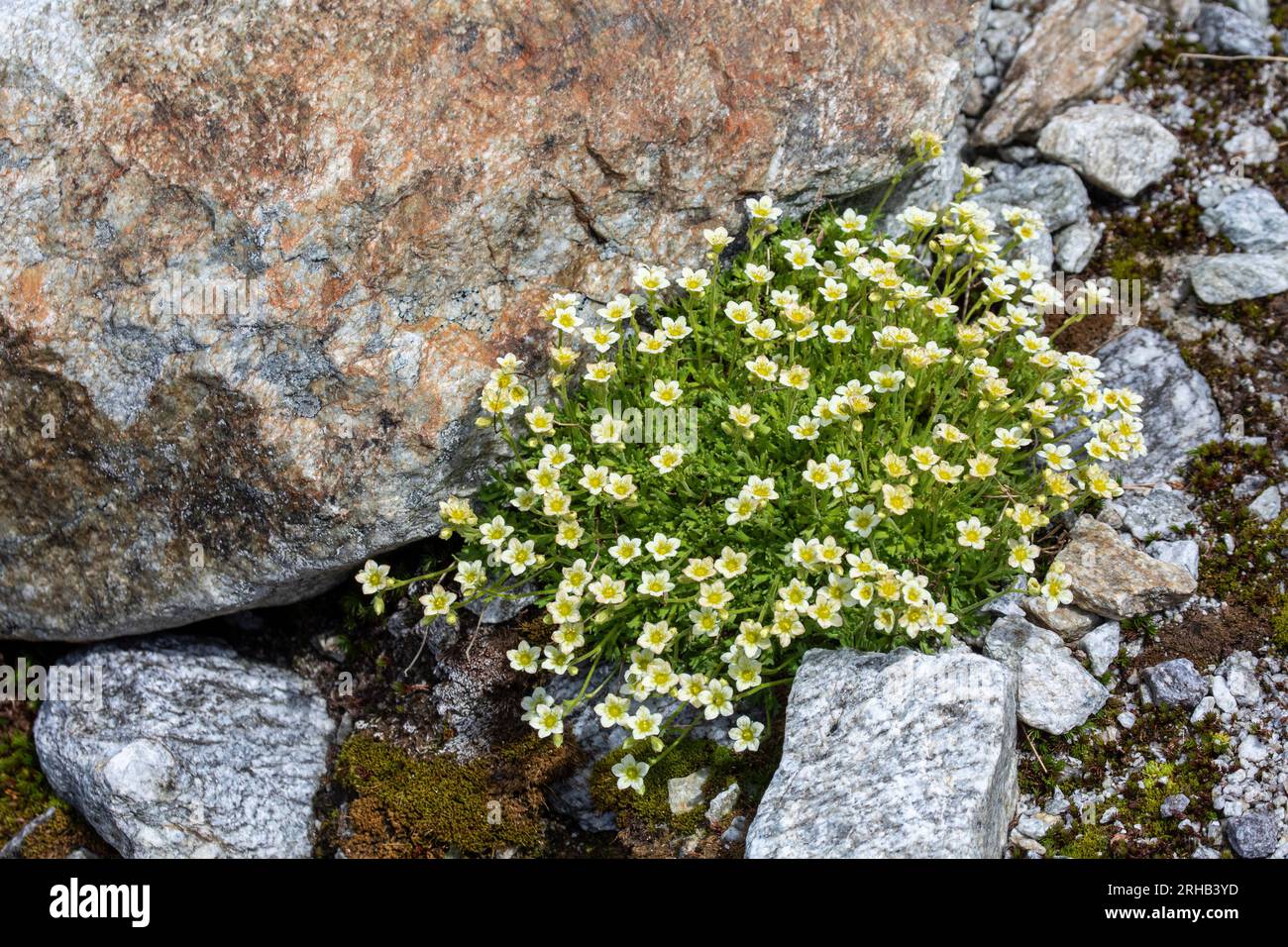 Furrowed saxifrage - Saxifraga exarata subsp. exarata Stock Photo - Alamy