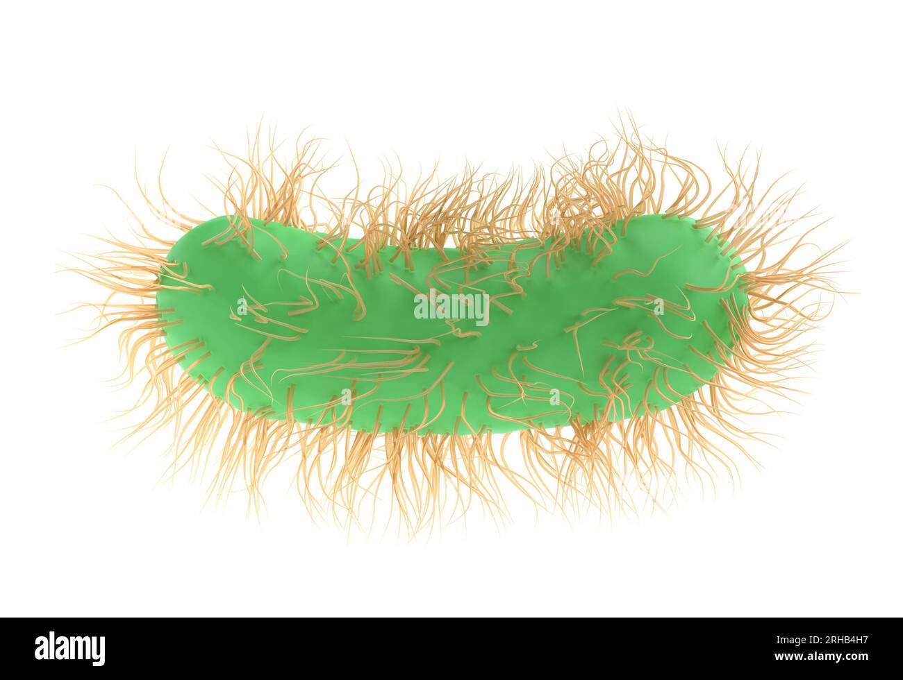 3d render illustration Escherichia Coli of Pathogenic bacterium ...