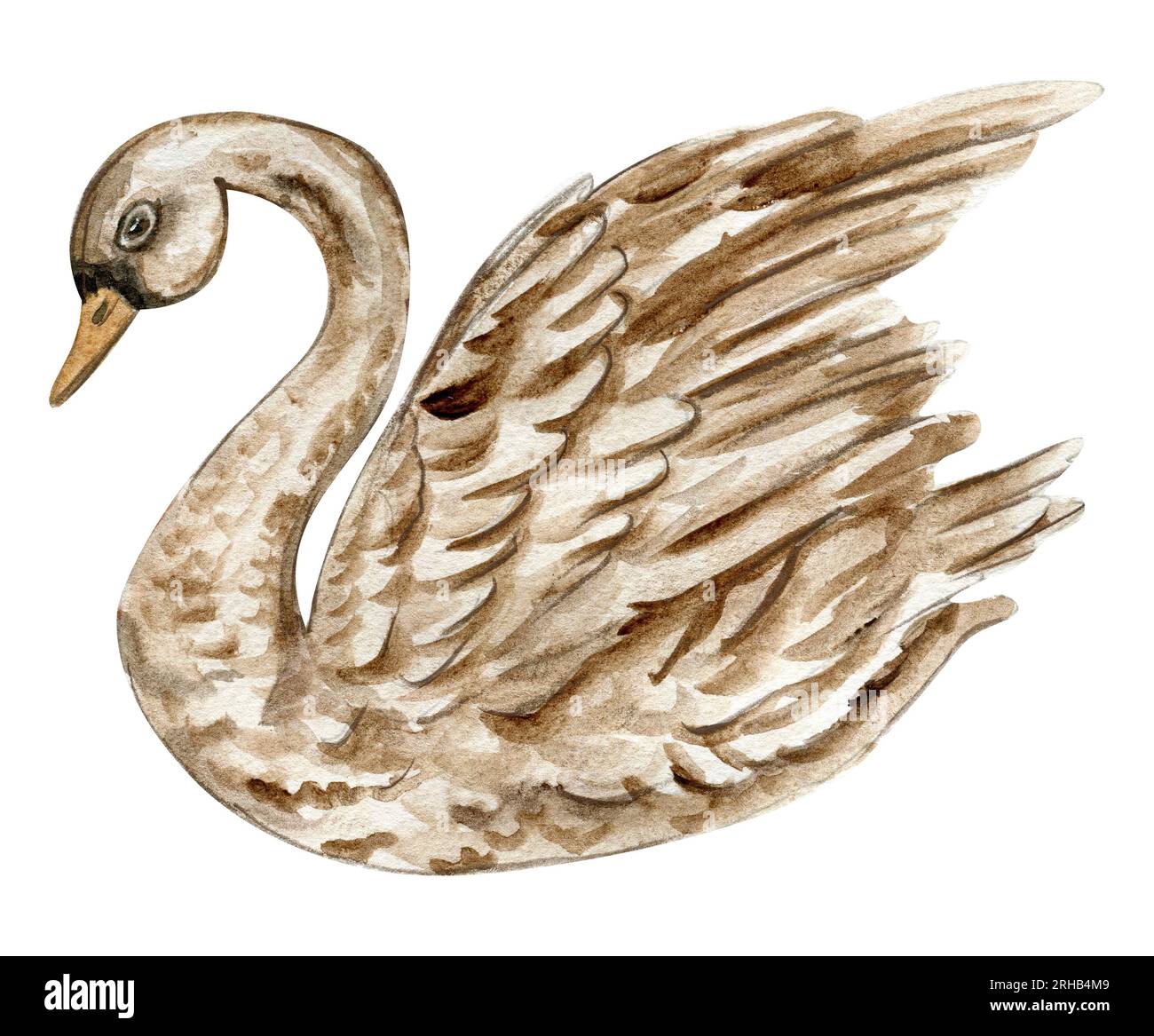 Watercolor hand drawn swan bird . Watercolor illustration of wild ...