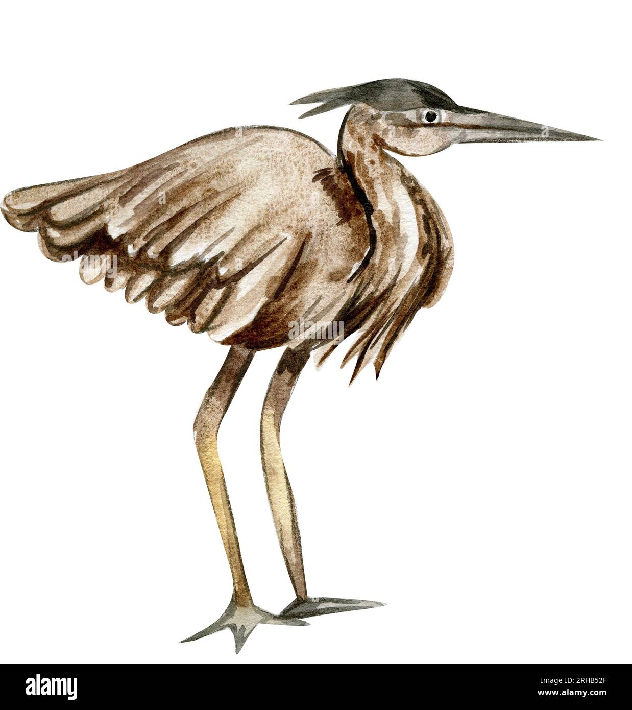 Watercolor hand drawn heron bird . Watercolor illustration of wild ...