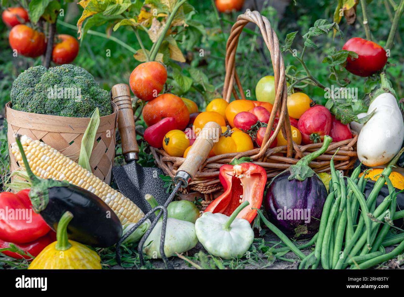 Composition of fresh vegetables on blurred vegetable garden background ...