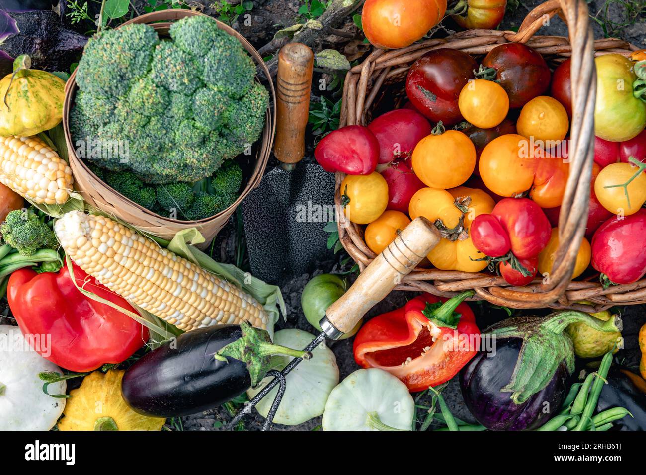 Composition of fresh vegetables on blurred vegetable garden background ...