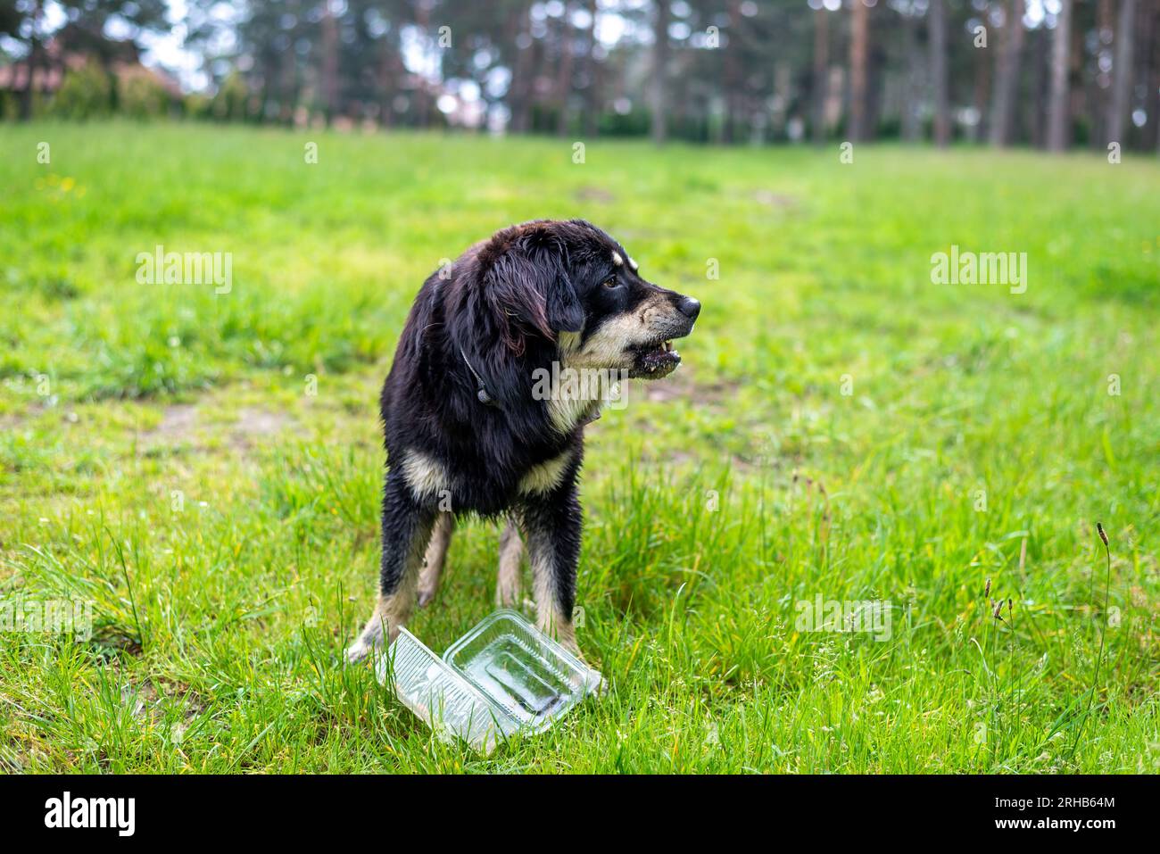 Stray dog finished eating from a plastic box on a green field Stock ...