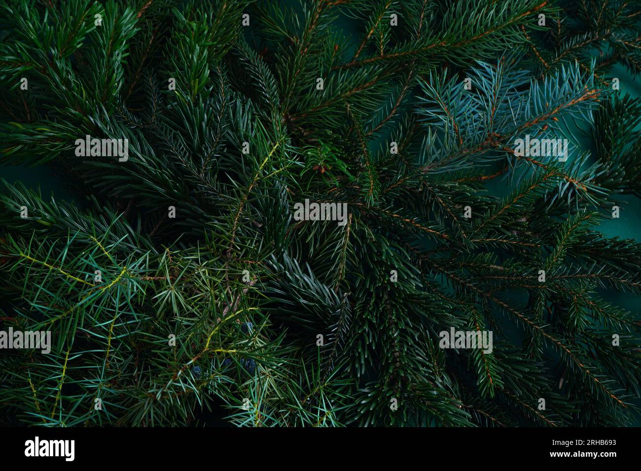 Christmas tree nature green background. Pine branches, needles top view ...