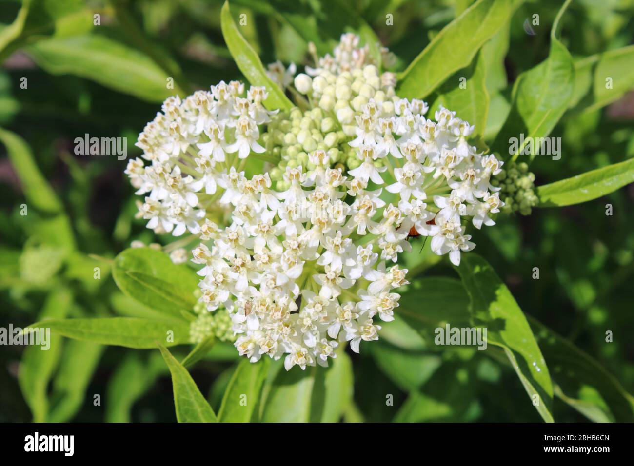 White Swamp Milkweed (Asclepias incarnata 'Ice Ballet' Stock Photo - Alamy
