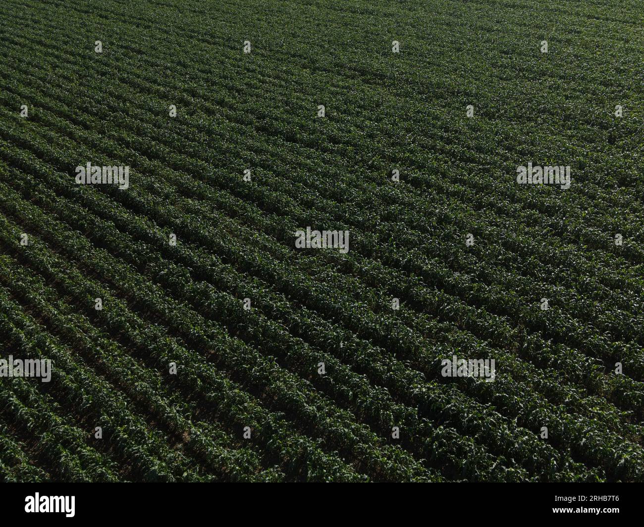 Growing cornfield hi-res stock photography and images - Alamy