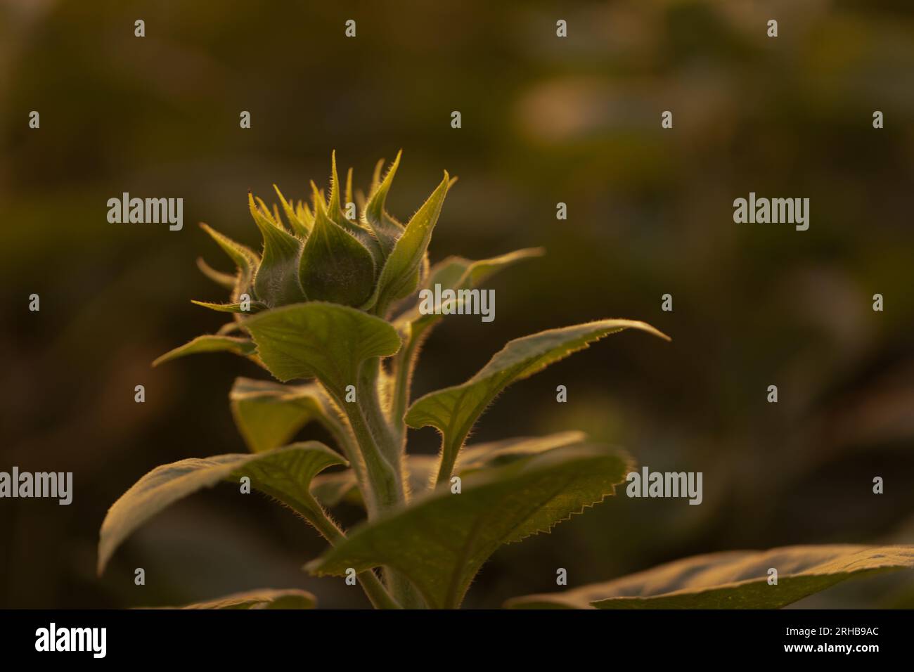 Sunflower Symphony: Nature's Harmonious Dance in the Twilight Glow ...