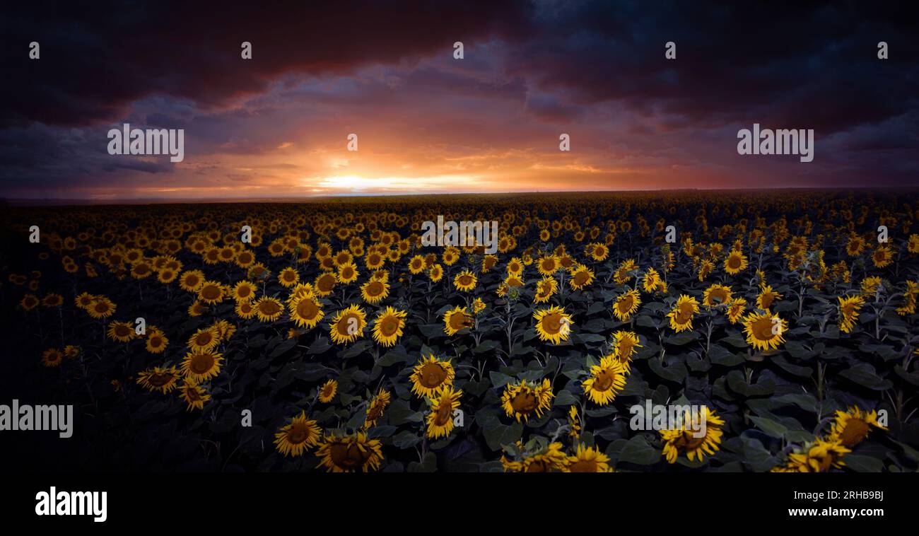 Sunflower Splendor Unveiled: Fields Awash in the Warmth of Twilight ...