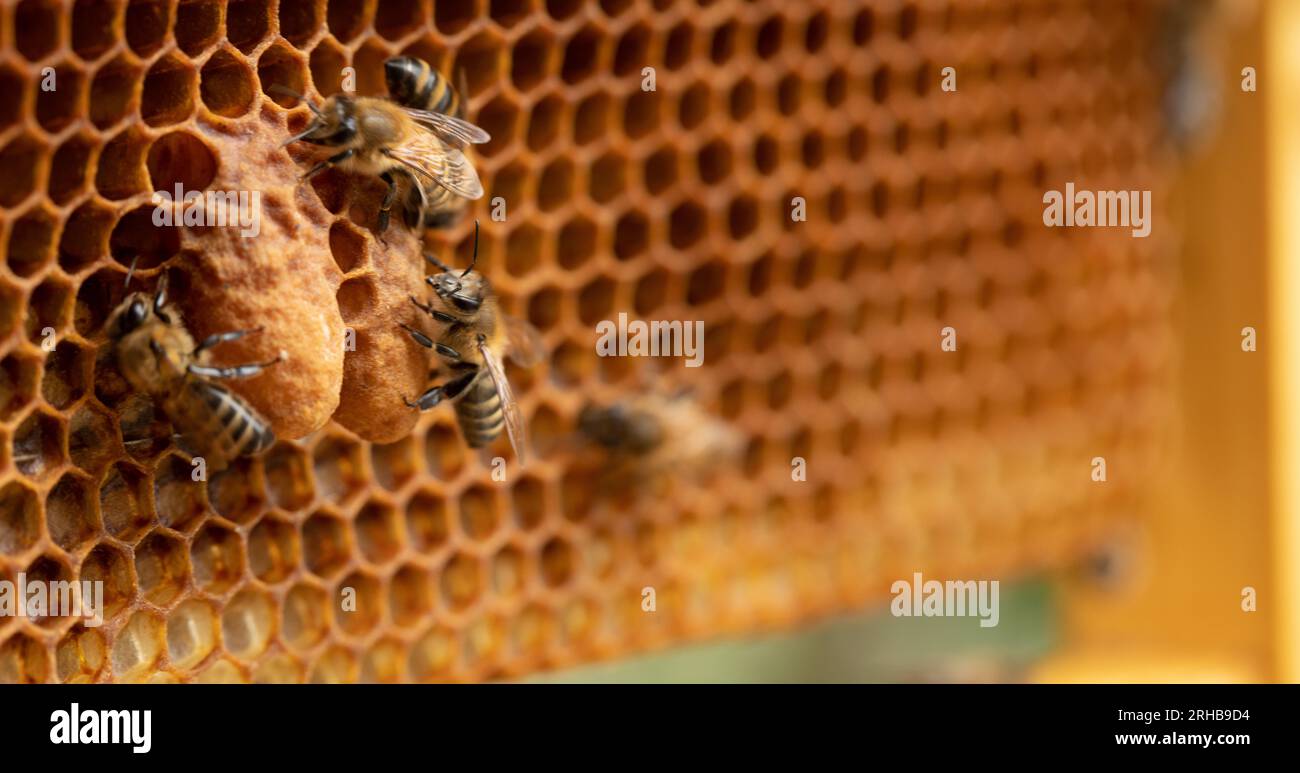 Regal Elegance: Bee Breeder's Shot Showcasing Queen Bees on Comb Cells ...