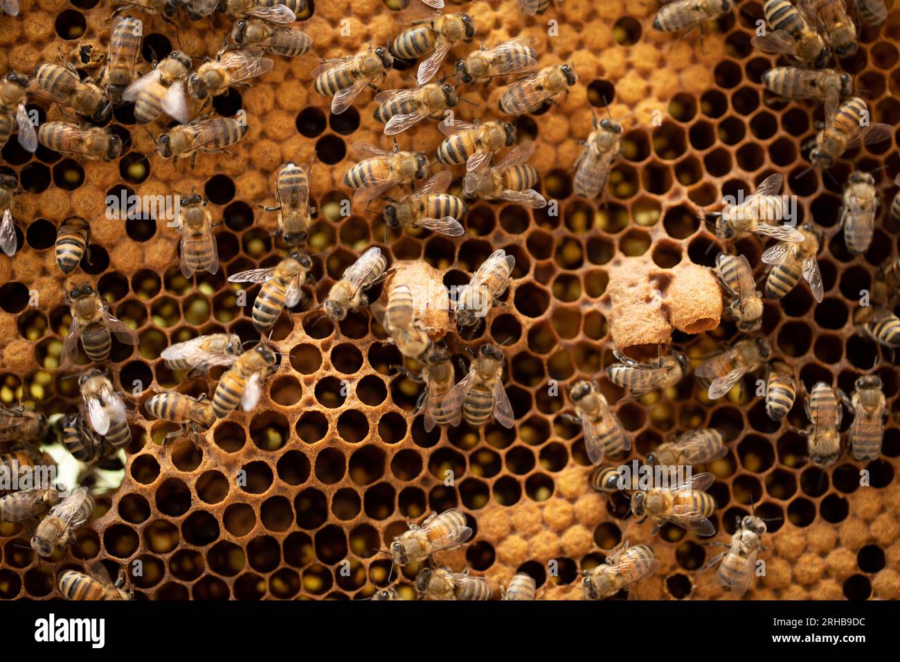 The Essence of Beekeeping: Queen Bees Gracing Honeycomb Cells Stock ...