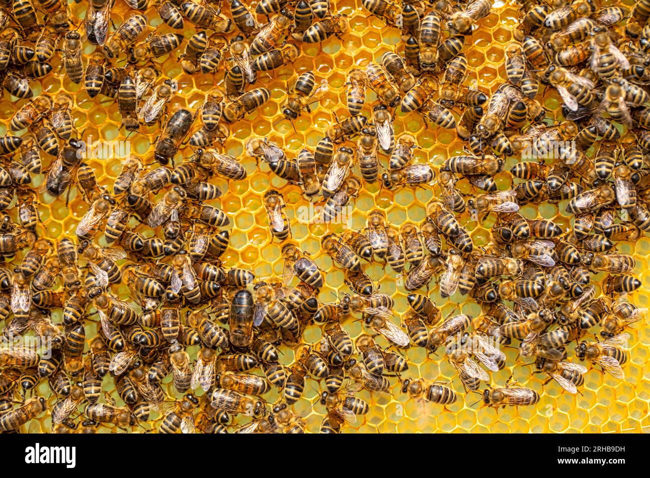 Bees Buzzing on Honeycomb Frames: A Hive's Sweet Symphony Stock Photo ...