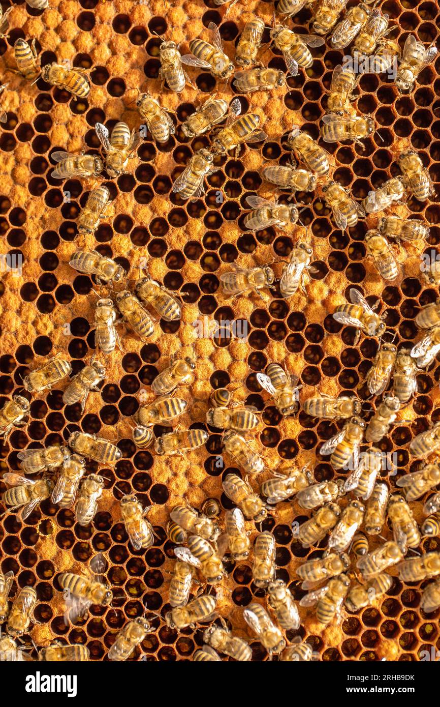 Bee larvae Beekeepers' Delight: Bees Caring for Honeycomb Racks with ...