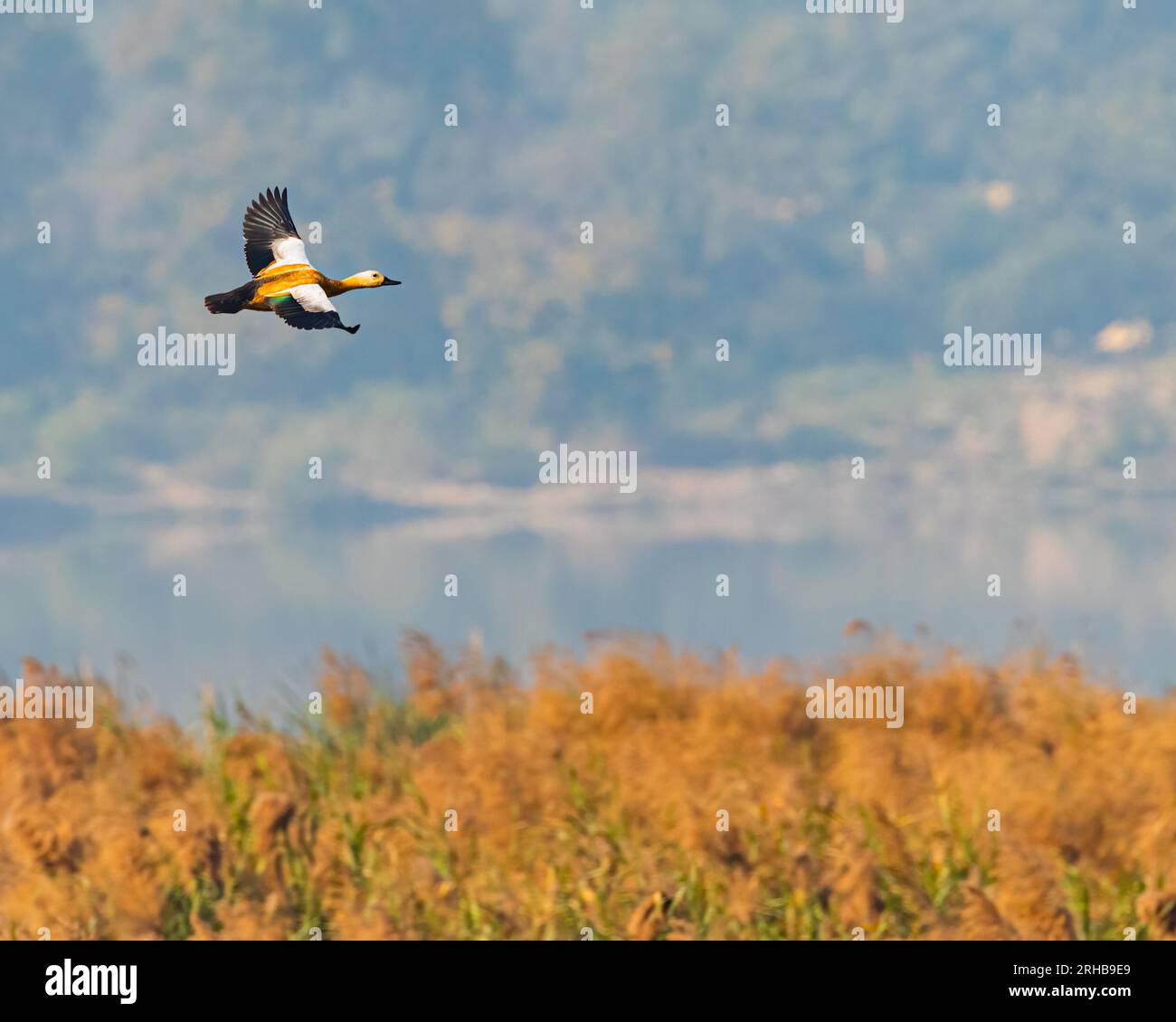 Rudy shelduck hi-res stock photography and images - Alamy