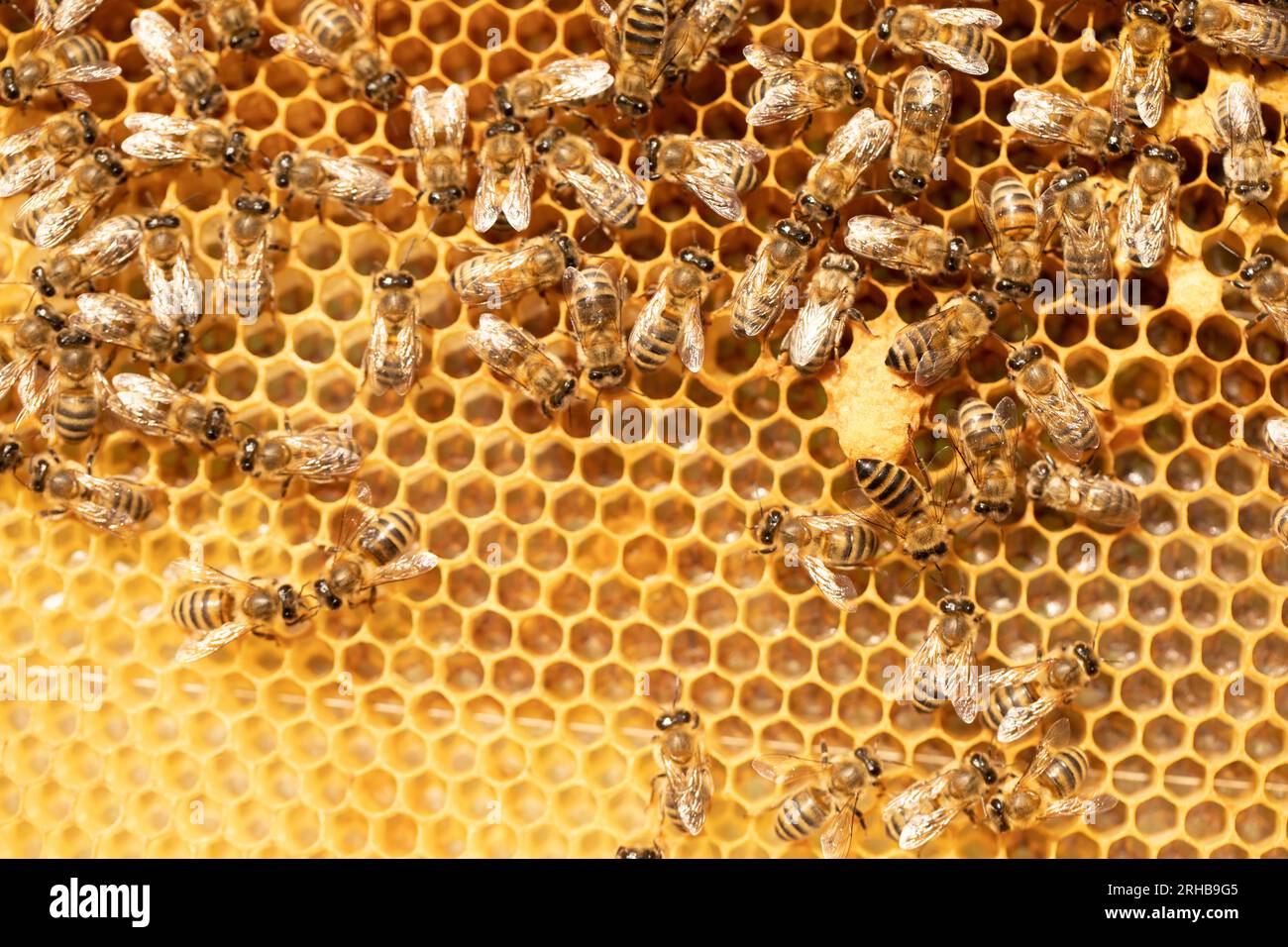 Bees on Honeycomb Frames: Harvesting Nature's Bounty Stock Photo - Alamy