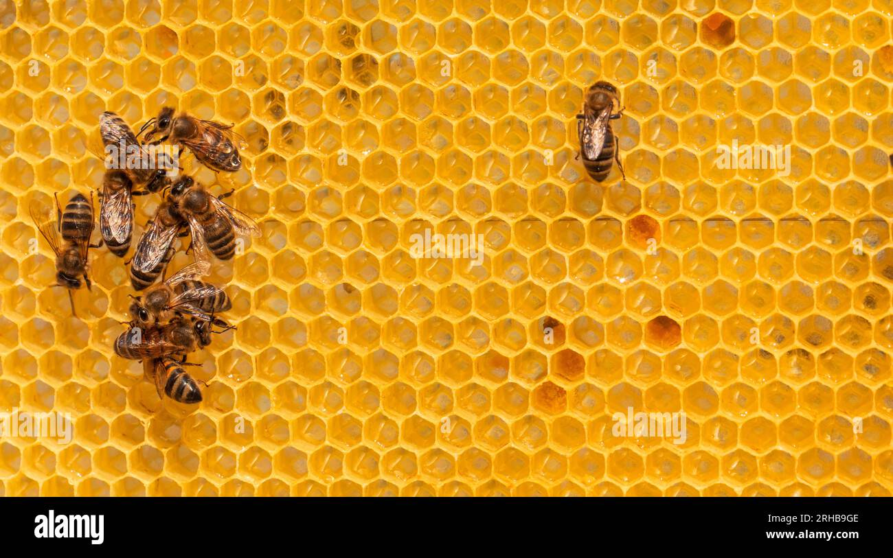 Bees Focused on Honeycomb Frames: Nature's Bounty in Action Stock Photo ...