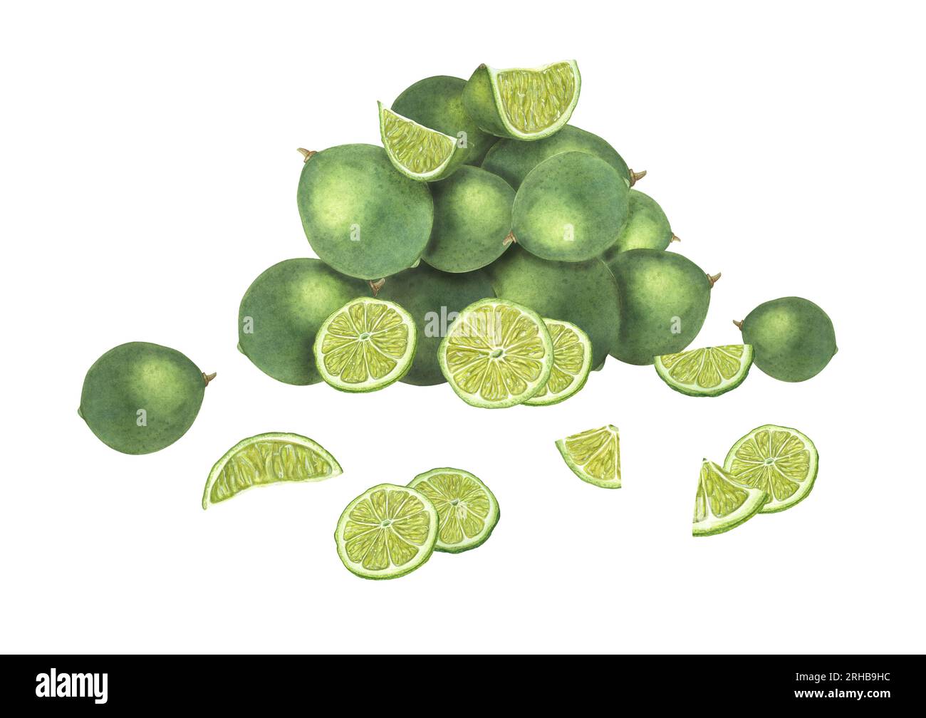 Composition with slices and whole limes isolated on white background ...