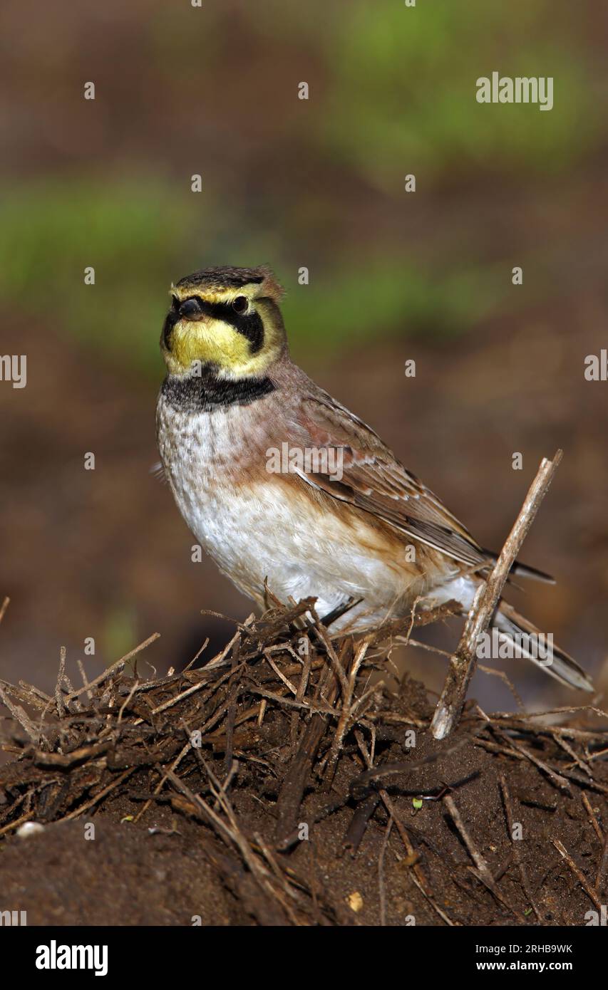 Shore Lark (Eremophila alpestris) adult standing in stubble field ...
