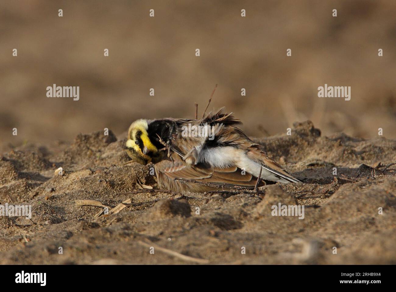 Sea lark hi-res stock photography and images - Alamy