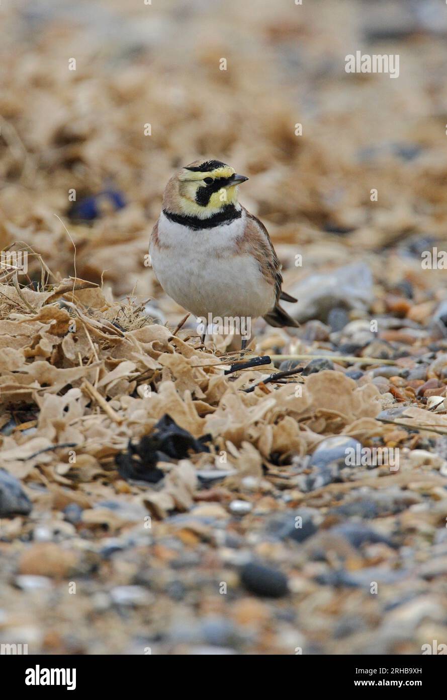 Shore Lark (Eremophila alpestris) adult on beach on tide wrack Eccles ...