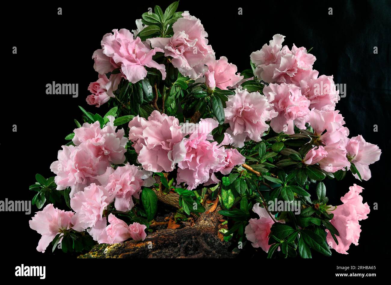 Azalea bush hi-res stock photography and images - Alamy