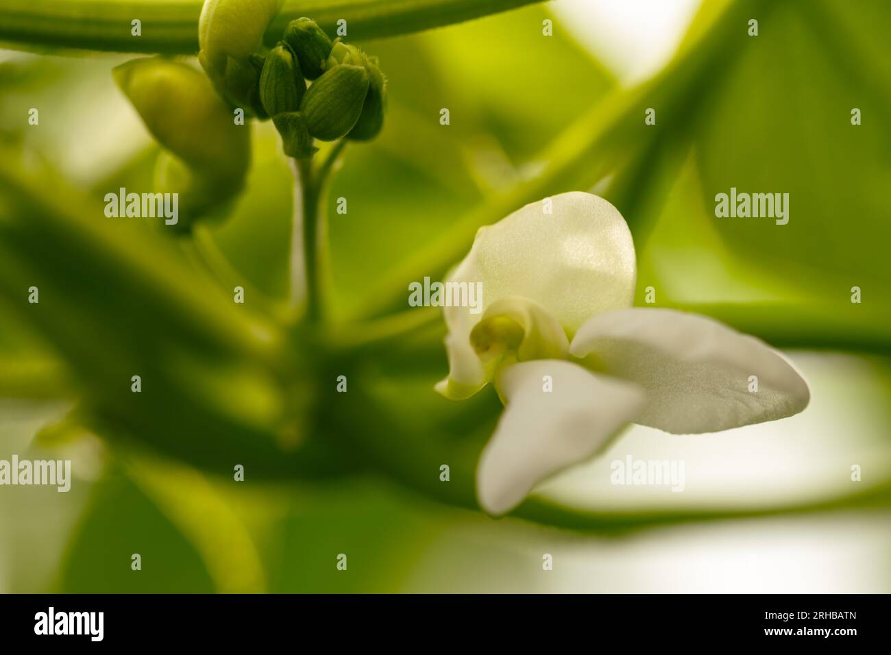 Flower And Buds On A Bean Bush In Our Garden Stock Photo - Alamy