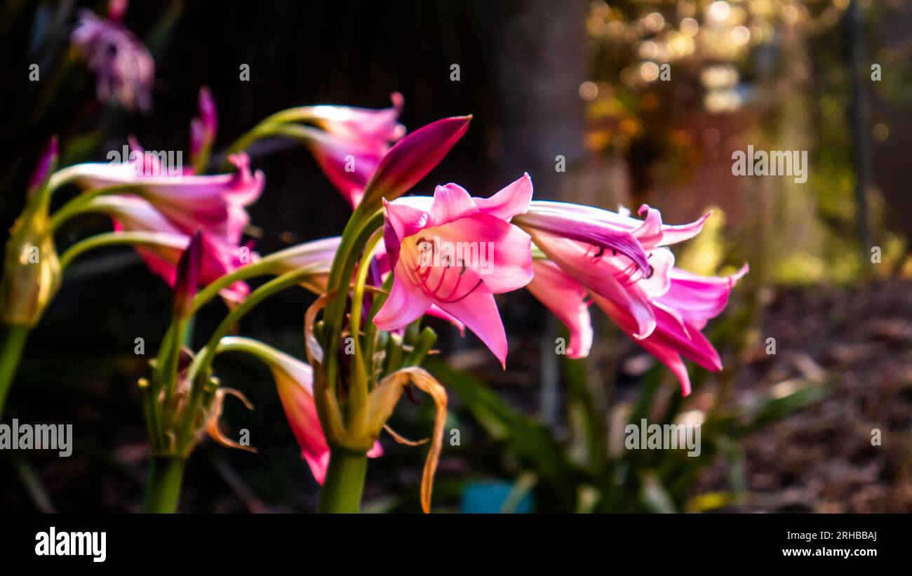 Crinum flower hi-res stock photography and images - Alamy
