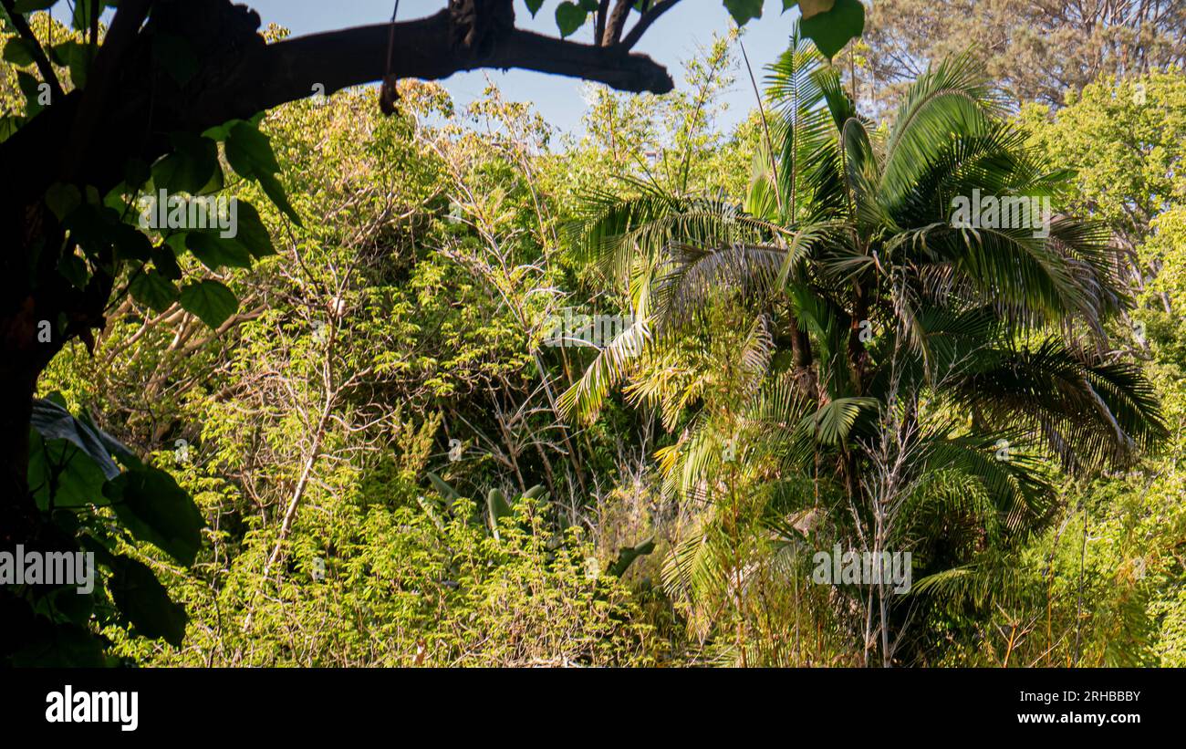 Jungle tropic tropical hi-res stock photography and images - Alamy