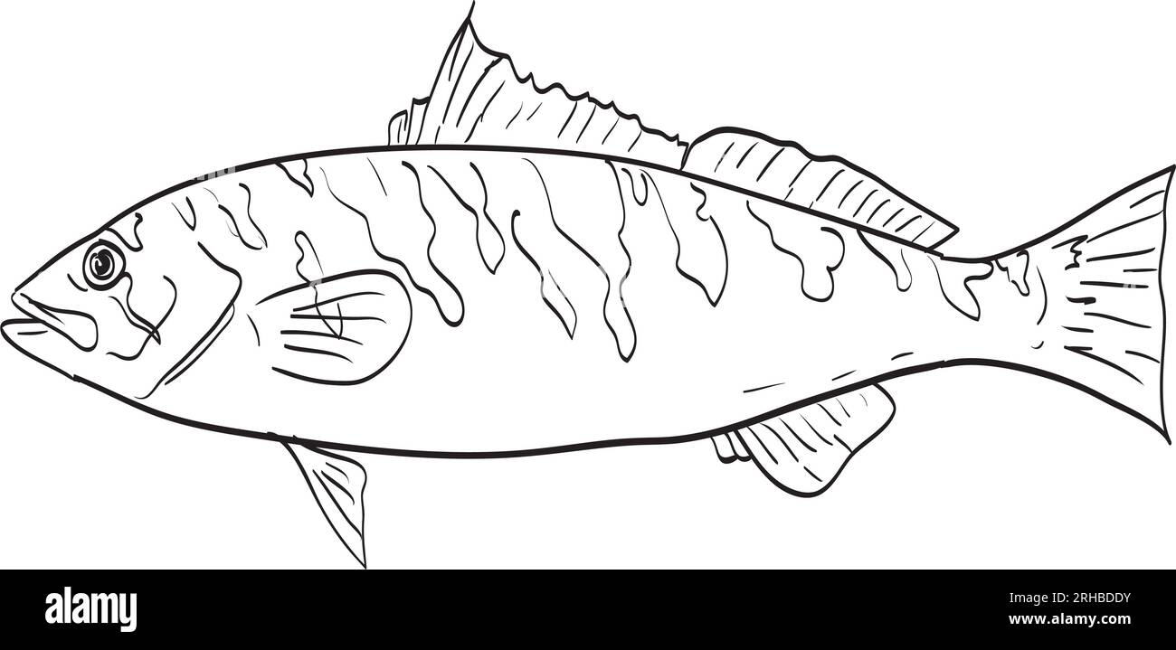 Drawing sketch style illustration of a Barred sand bass fish native to ...