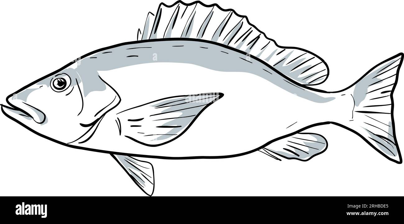 Drawing sketch style illustration of a blackfin snapper fish native to ...