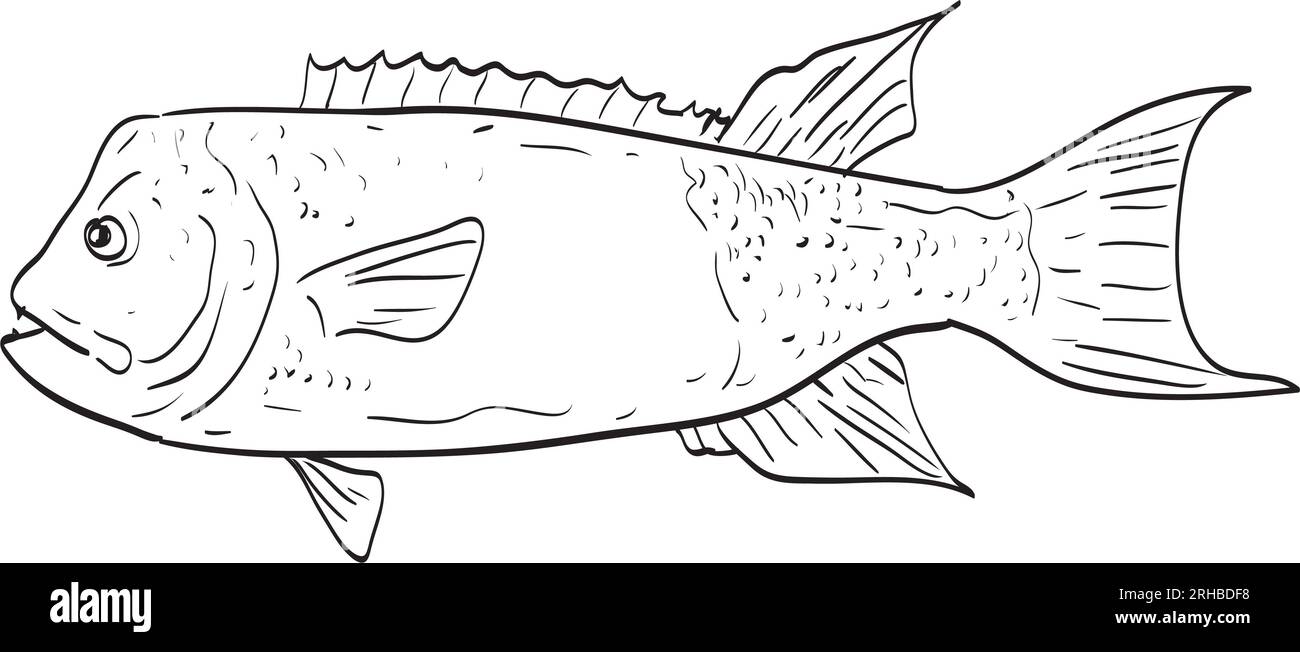 Drawing sketch style illustration of a California sheephead native to ...