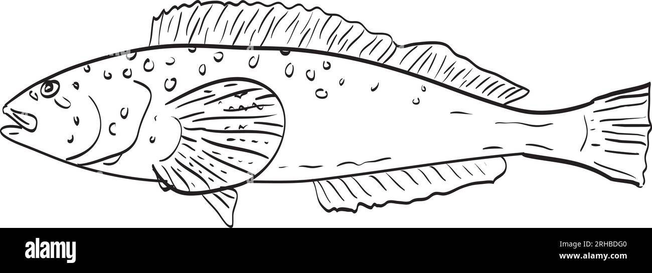 Drawing sketch style illustration of a Kelp greenling fish native to ...