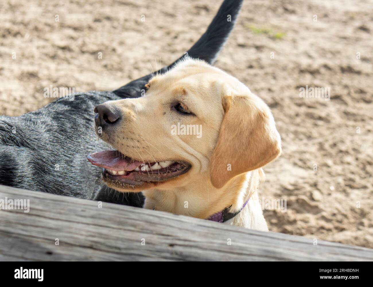 Hoi an dog hi-res stock photography and images - Alamy