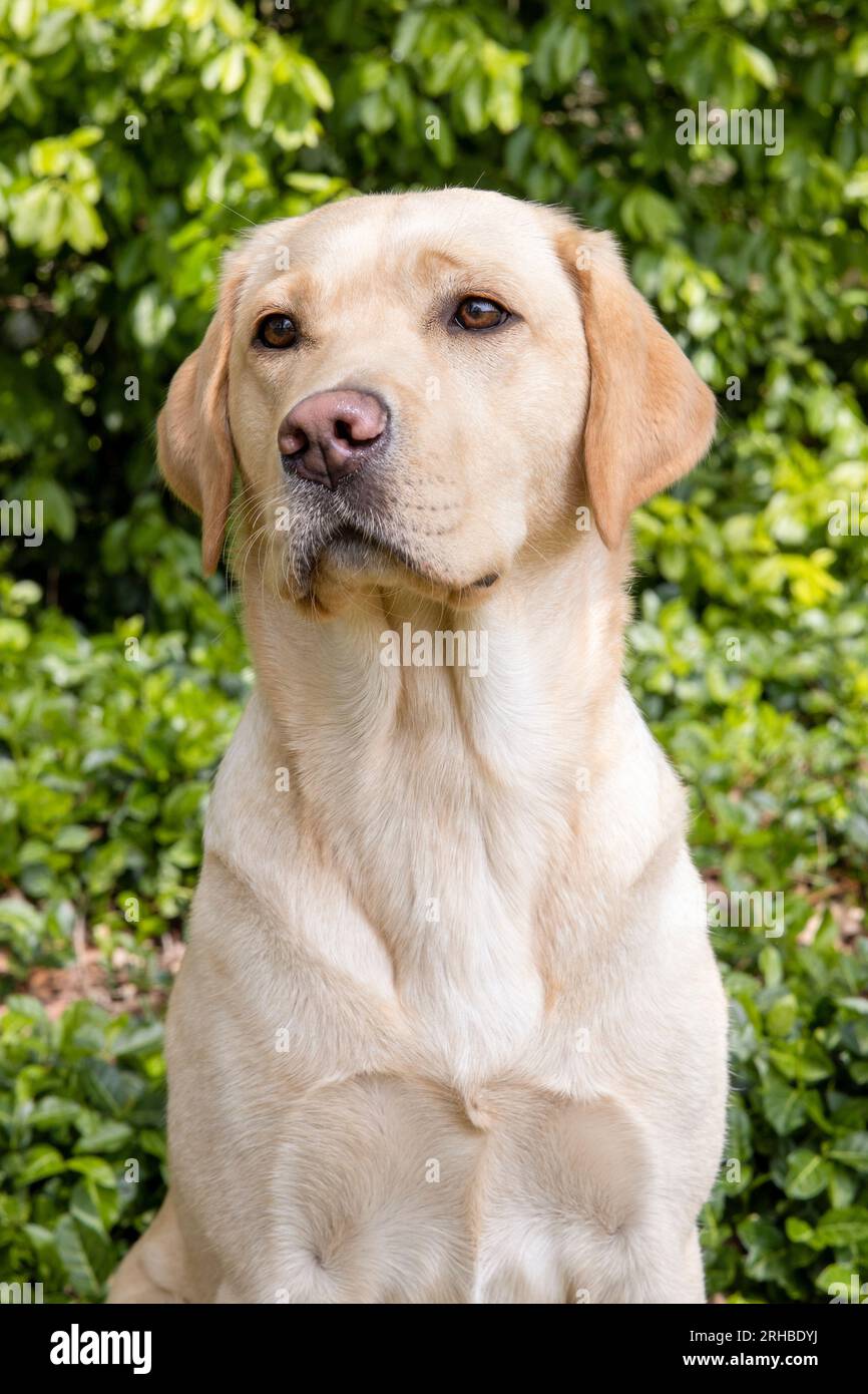 Labrador working line hi-res stock photography and images - Alamy