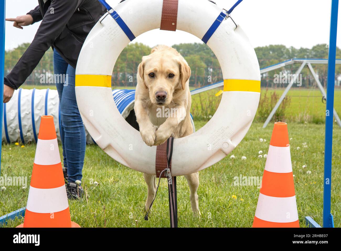 Labrador working line hi-res stock photography and images - Alamy