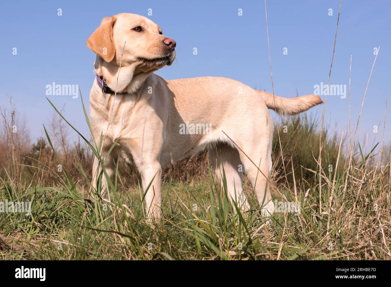 Good looking labrador retriever hi-res stock photography and images - Alamy
