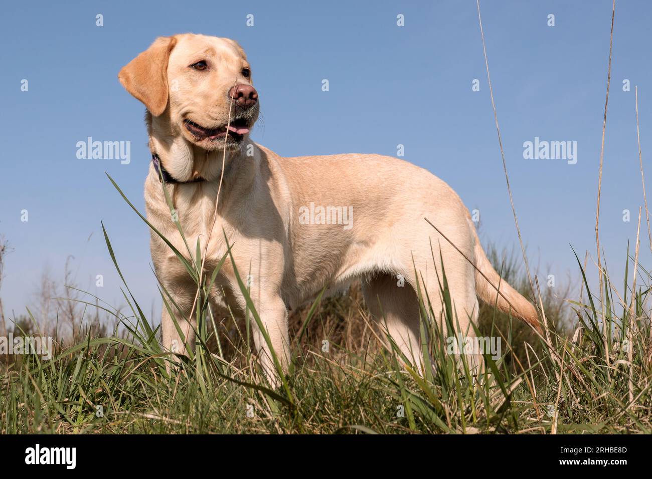 Blonde labrador retriever hi-res stock photography and images - Alamy