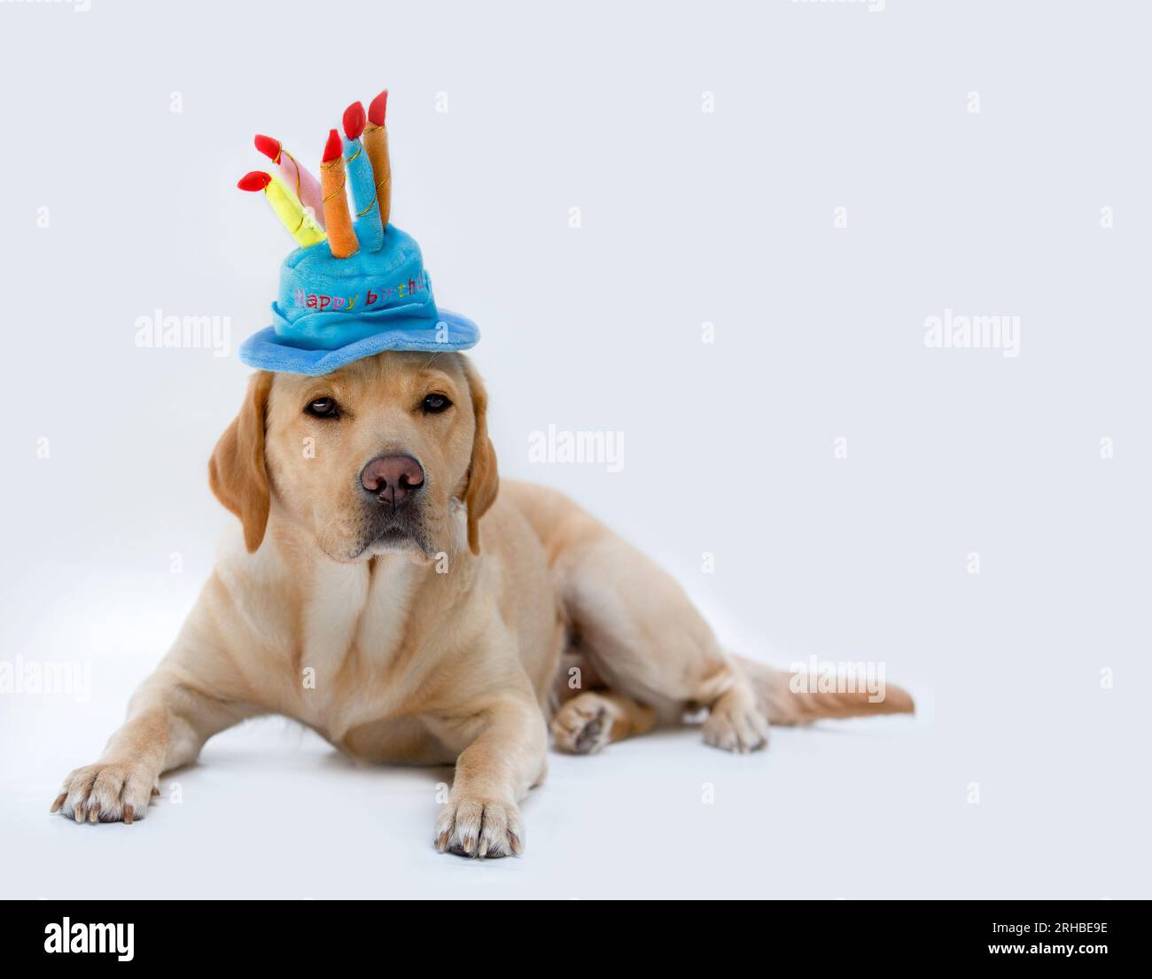 Labrador is wearing blue party hat Stock Photo - Alamy