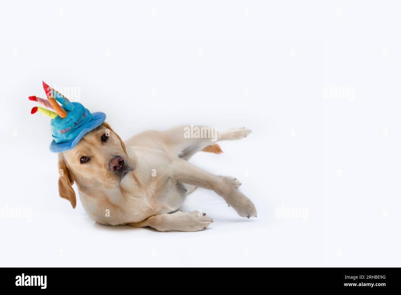 Labrador party hi-res stock photography and images - Alamy