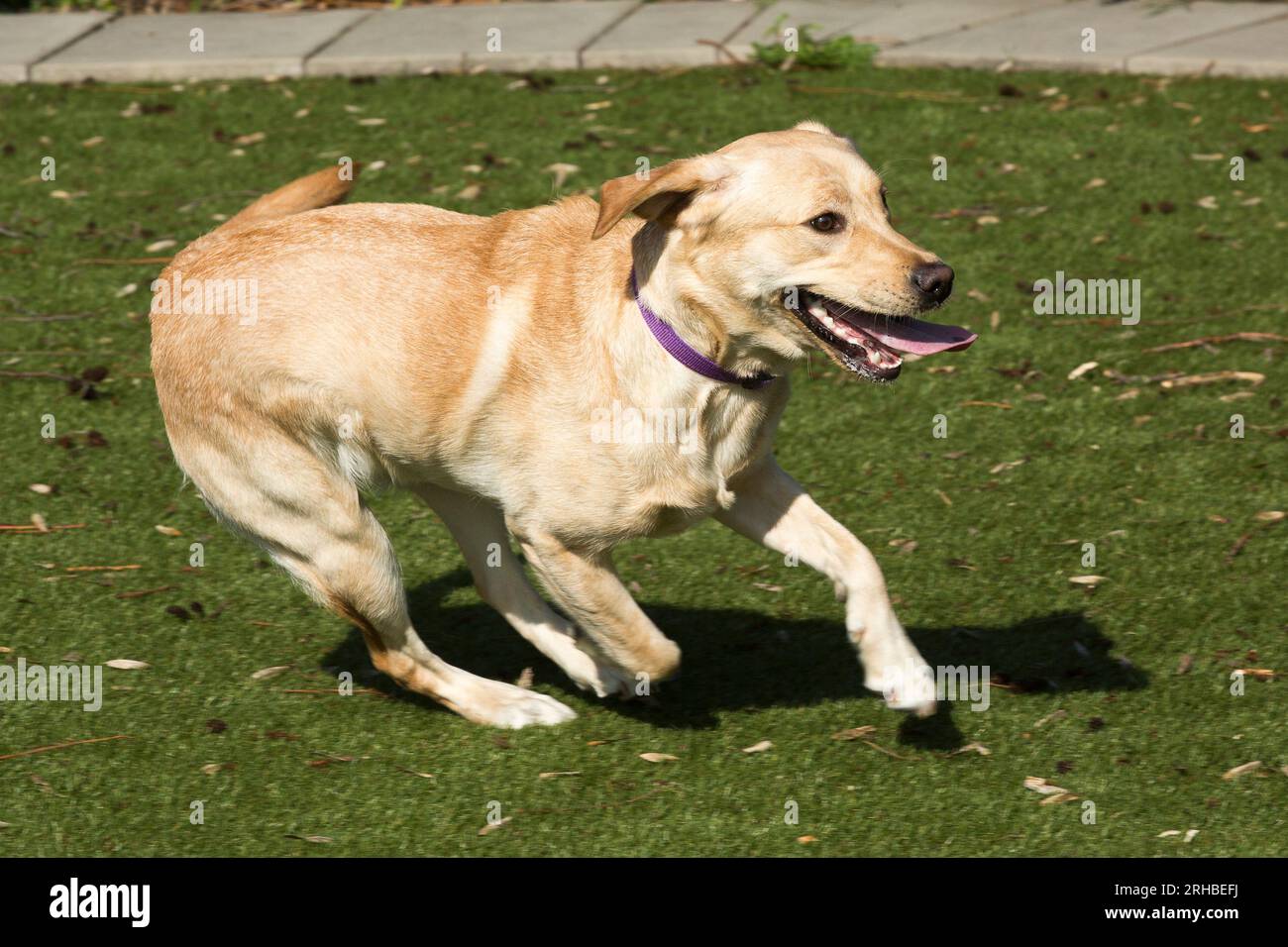 Labrador working line hi-res stock photography and images - Alamy