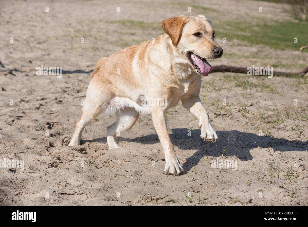 Labrador working line hi-res stock photography and images - Alamy