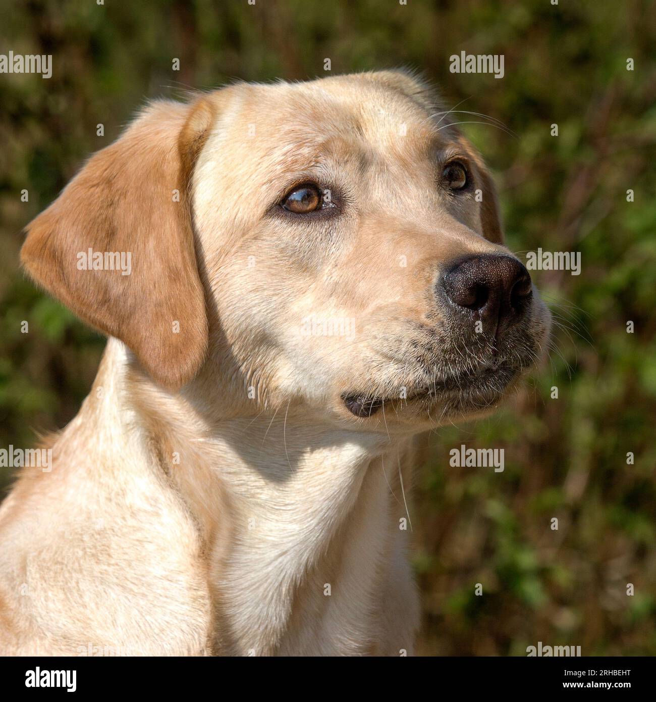 Labrador working line hi-res stock photography and images - Alamy