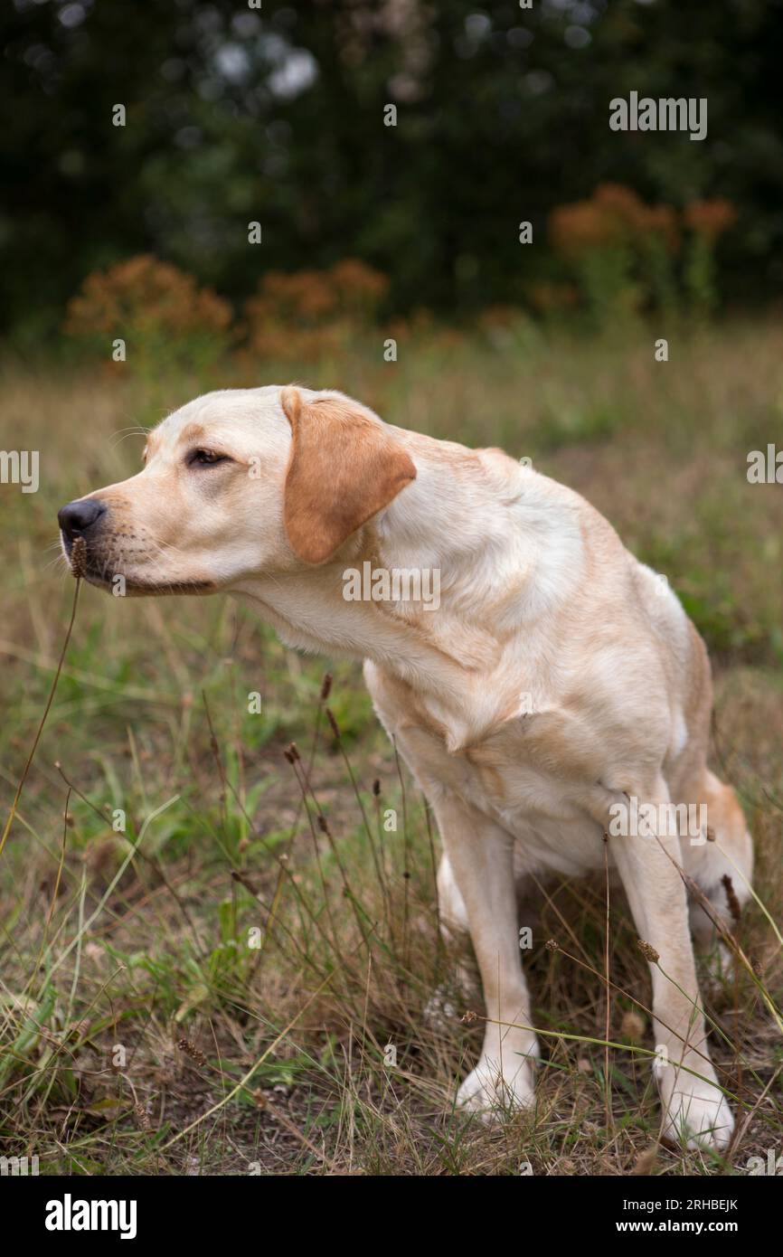Labrador working line hi-res stock photography and images - Alamy