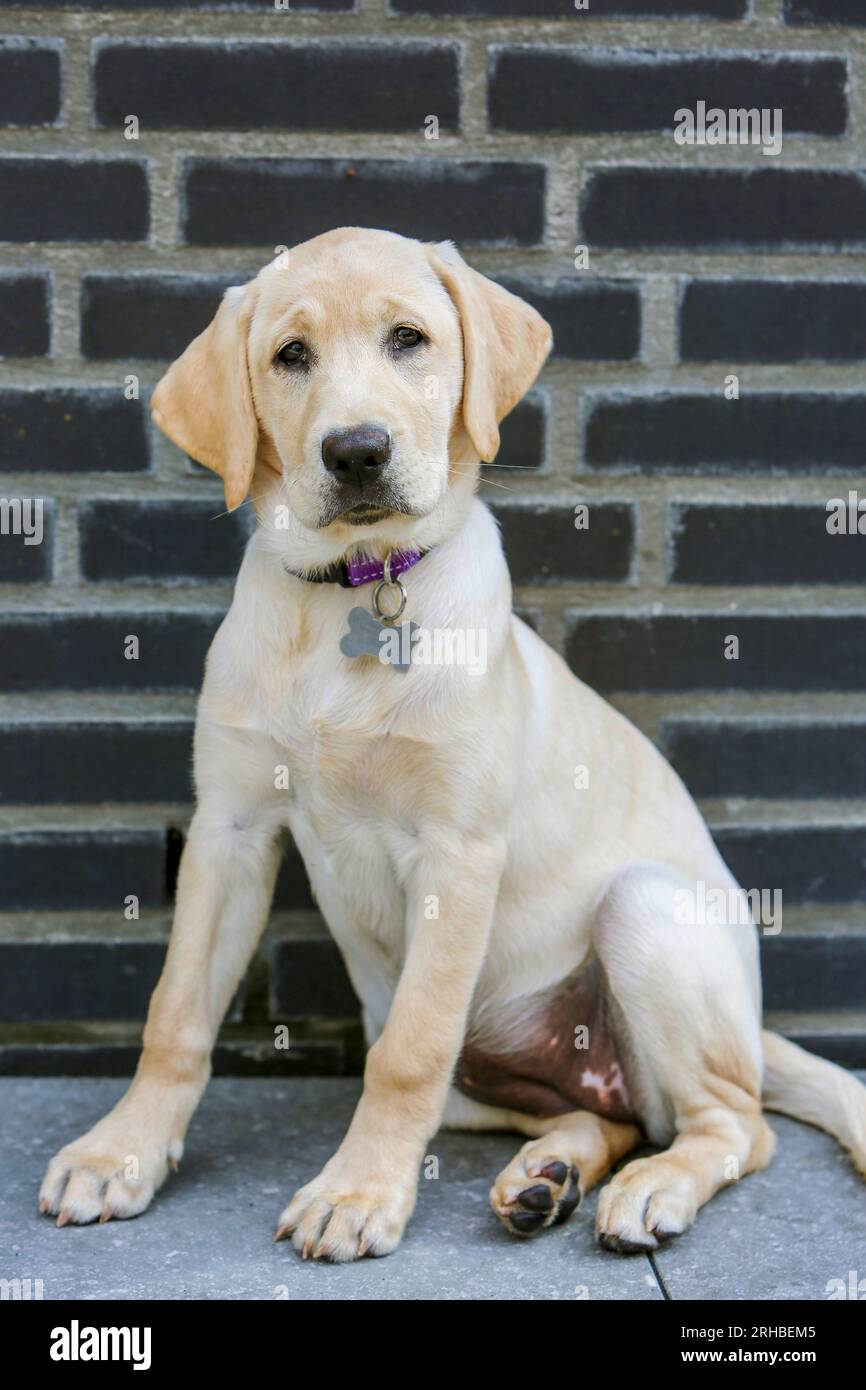 Labrador working line hi-res stock photography and images - Alamy