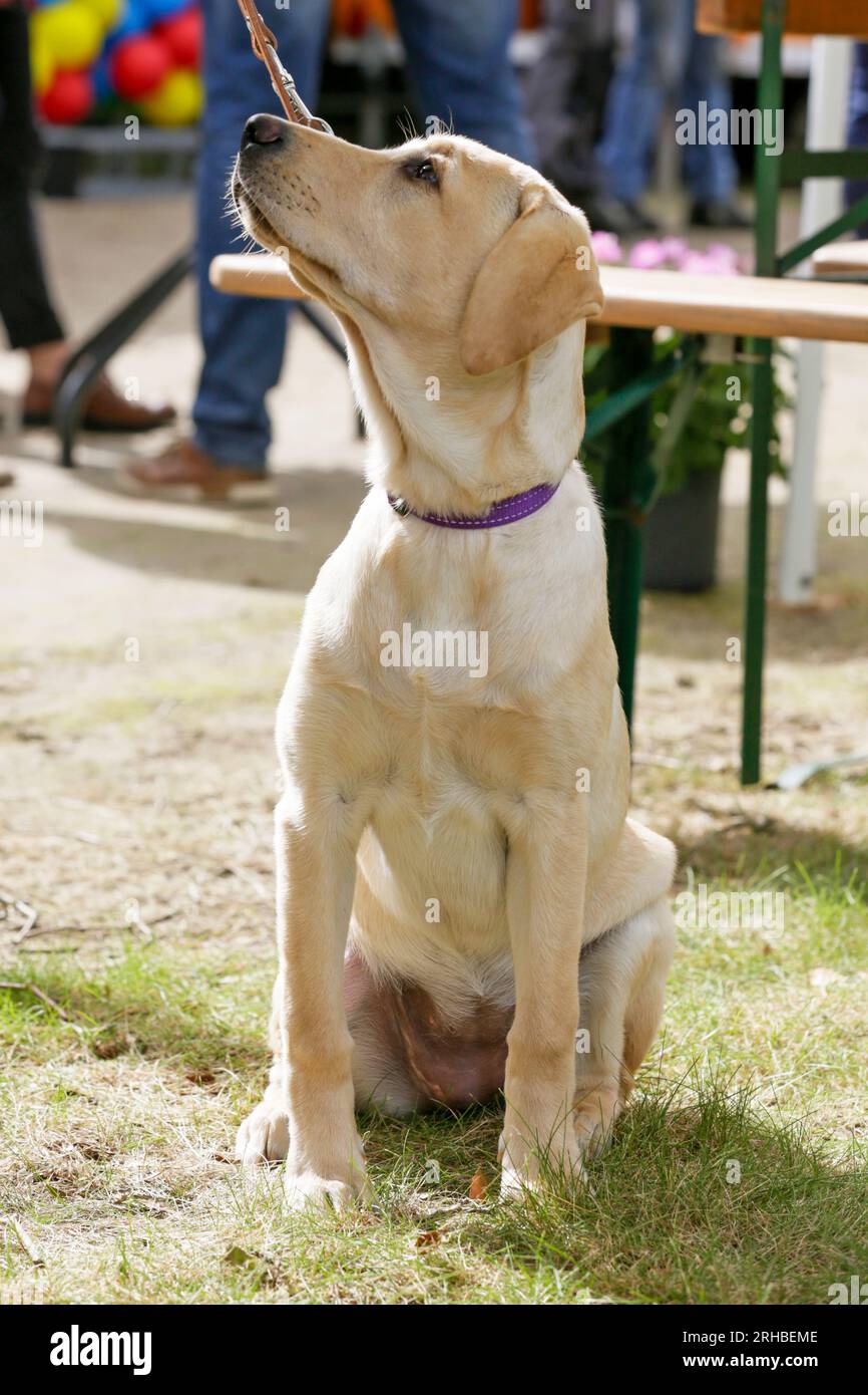 Labador dogs hi-res stock photography and images - Alamy