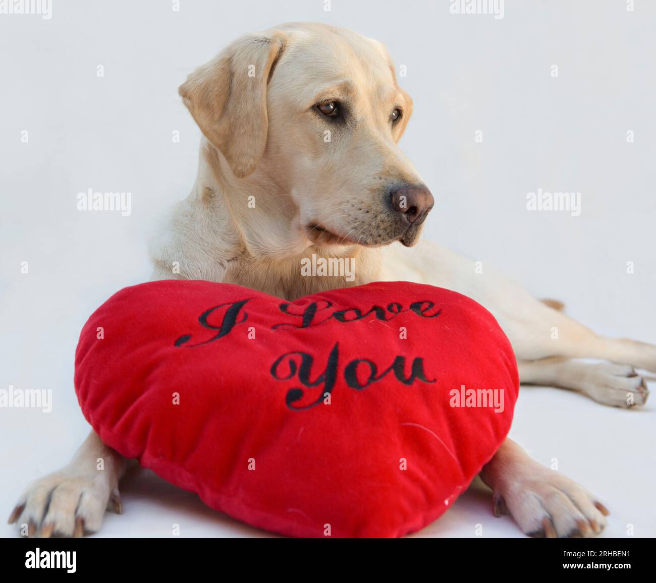 Labrador party hi-res stock photography and images - Alamy